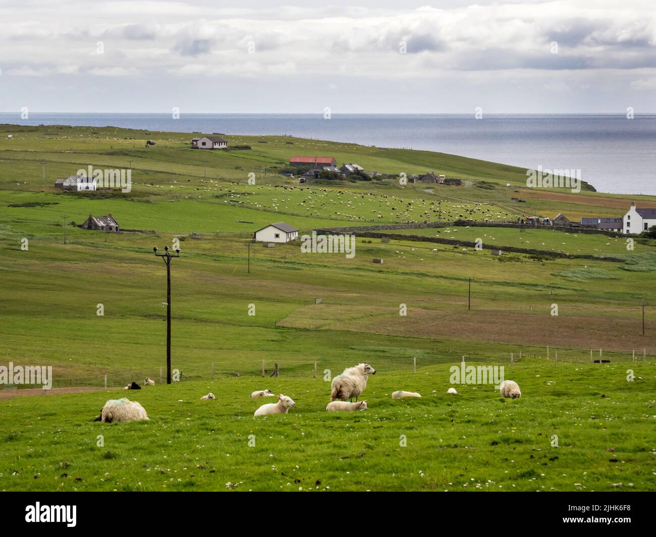 Sheep above the Wick of Tresta on Fetlar, Shetland, Scotland, UK Stock ...