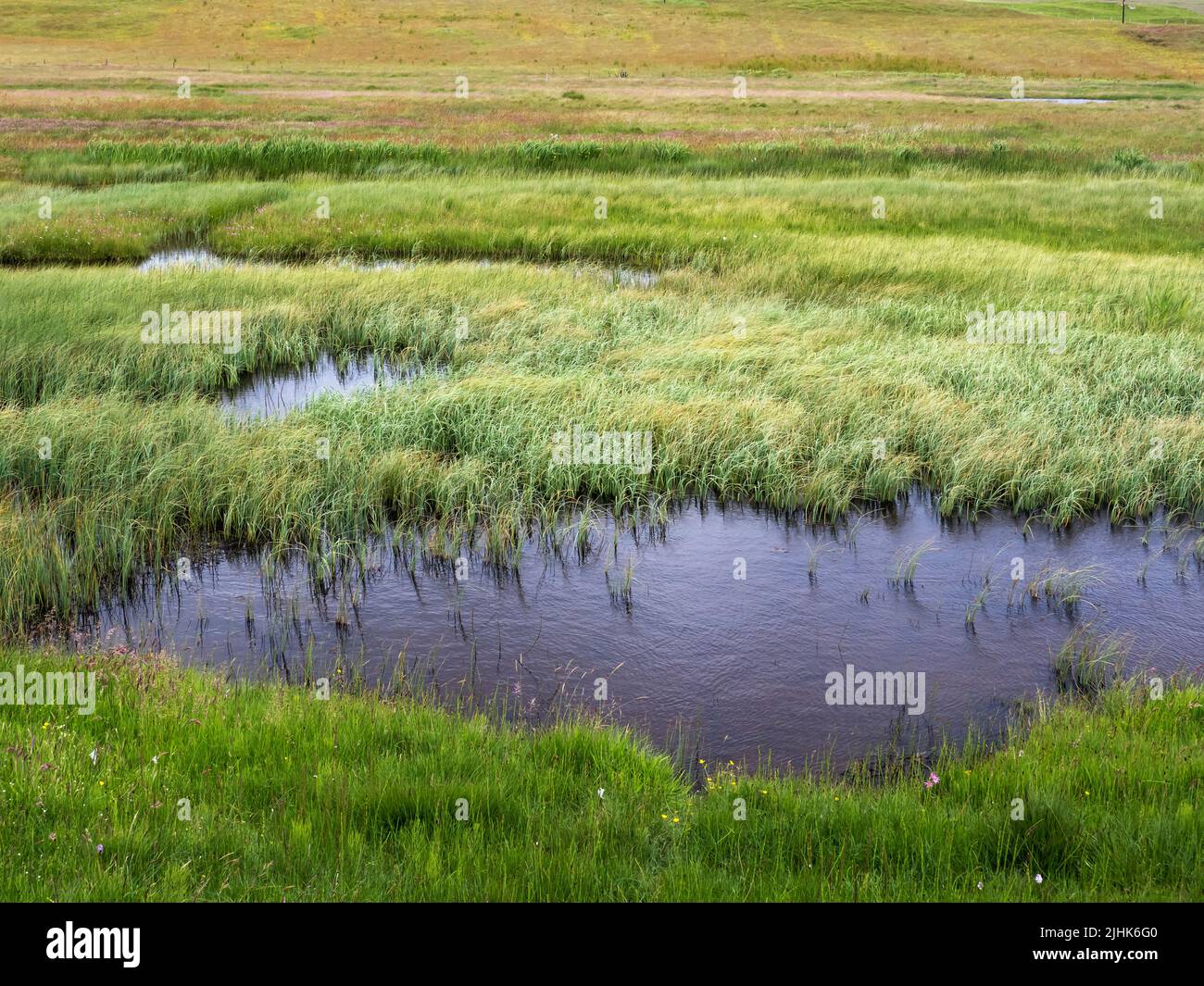 Wetland, mire habitat at the Loch og Funzie nature reserve, breeding ...