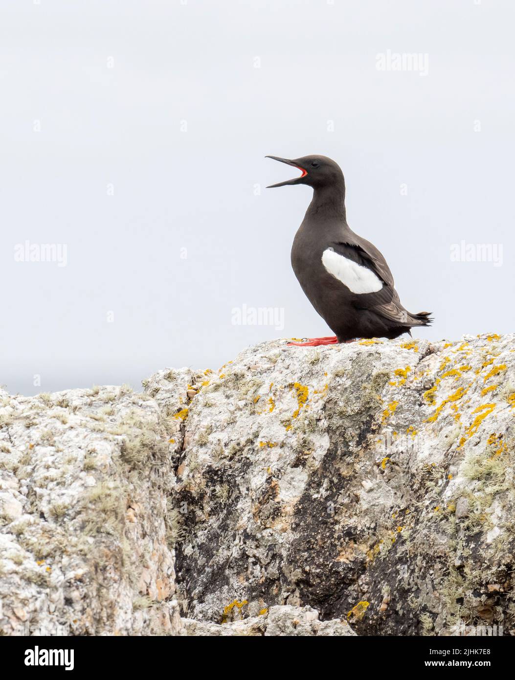 Black Guillemot, Cepphus grylle, at Burravoe on Yell , Shetland ...