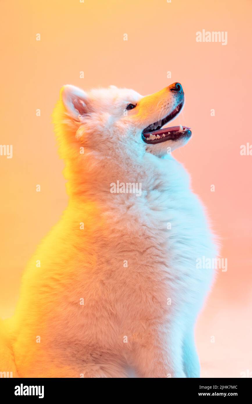 Profile view of beautiful fluffy white Samoyed dog posing isolated on ...
