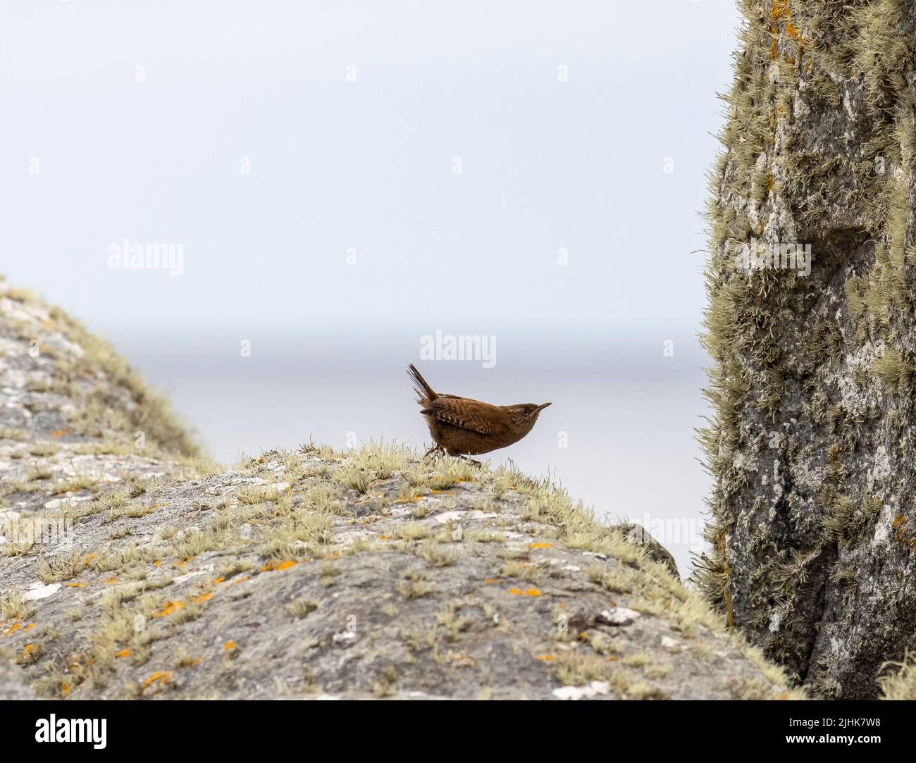 A Shetland Wren, Troglodytes troglodytes zetlandicus, at Burravoe on ...