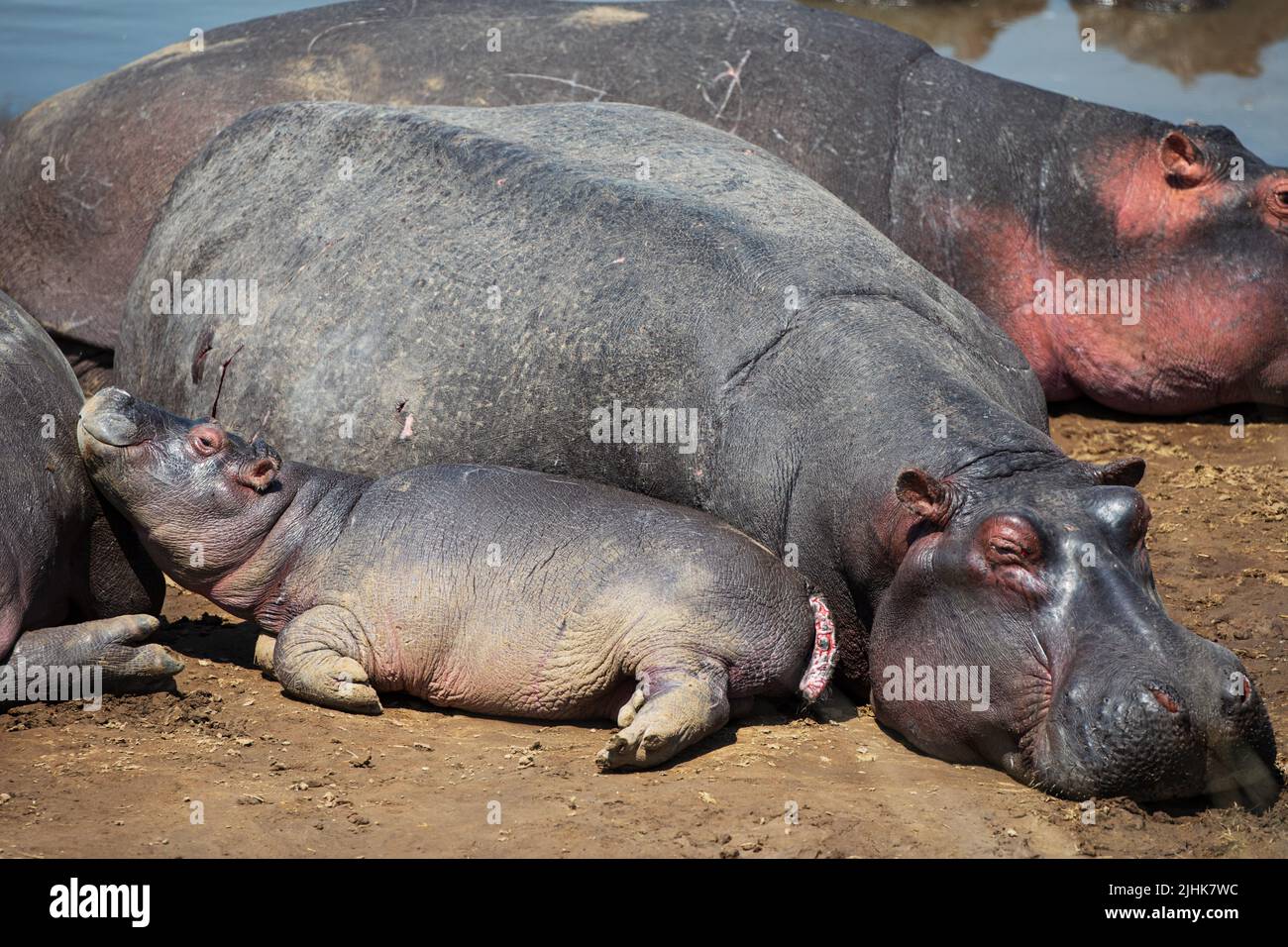 The hippo and calf rest on the shore following the scary ordeal. KENYA ...