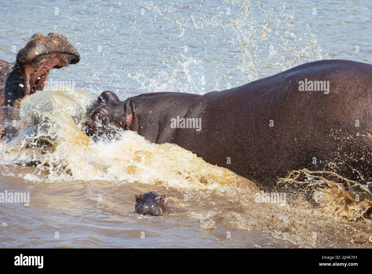 The mother opens her massive jaw as the male lashed out, the baby swims ...