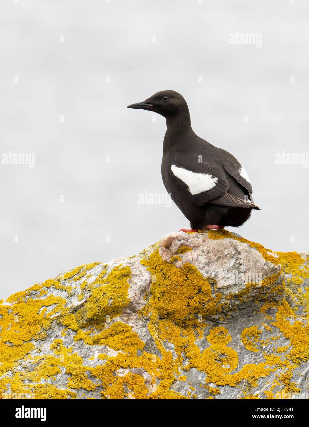 Burravoe shetland hi-res stock photography and images - Alamy