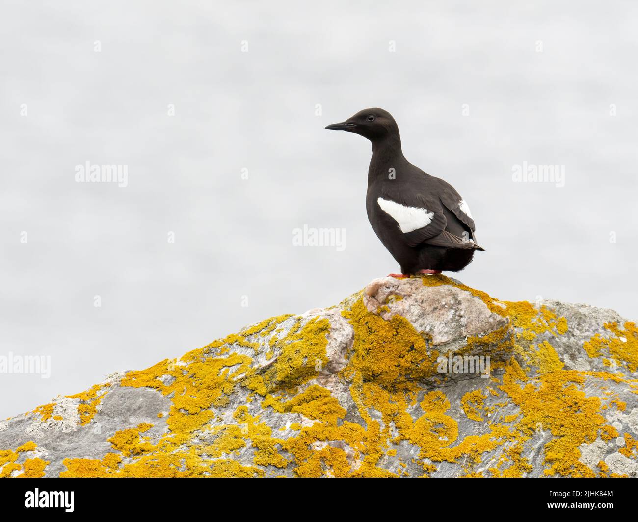 Burravoe hi-res stock photography and images - Alamy