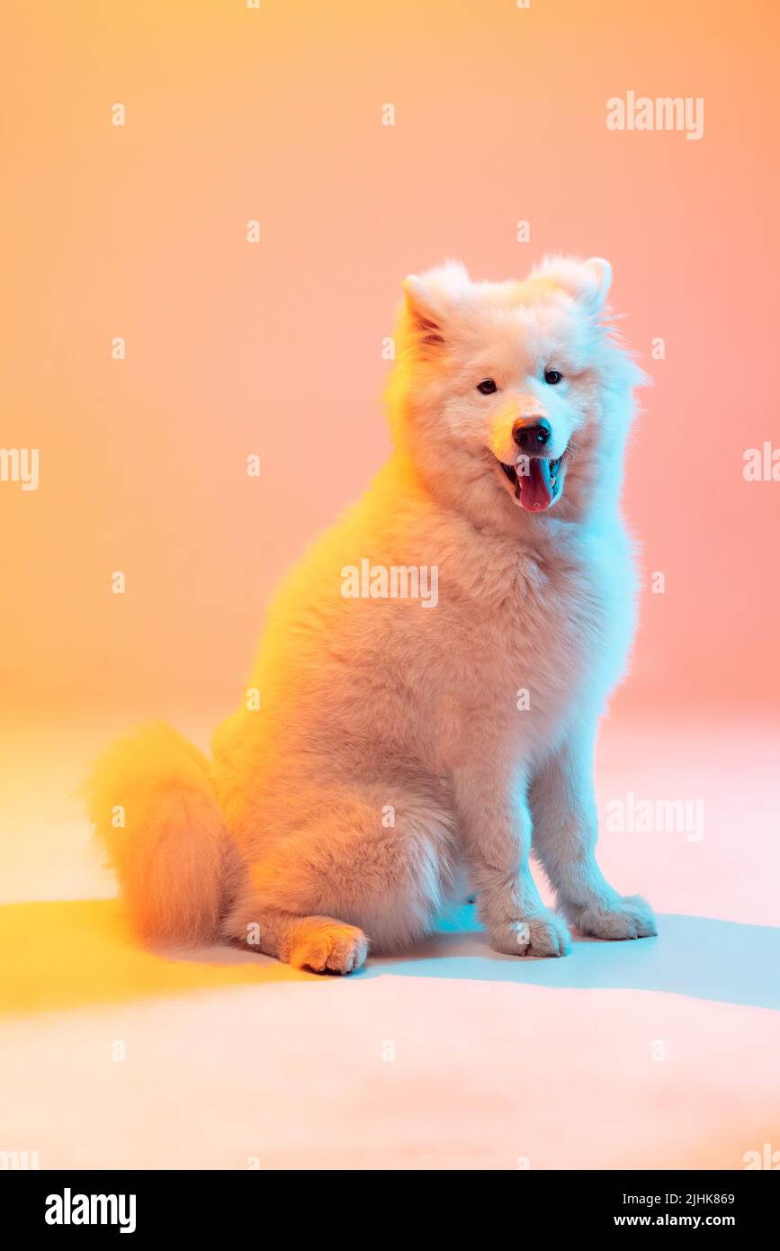 Studio shot of beautiful fluffy white Samoyed dog posing isolated on ...