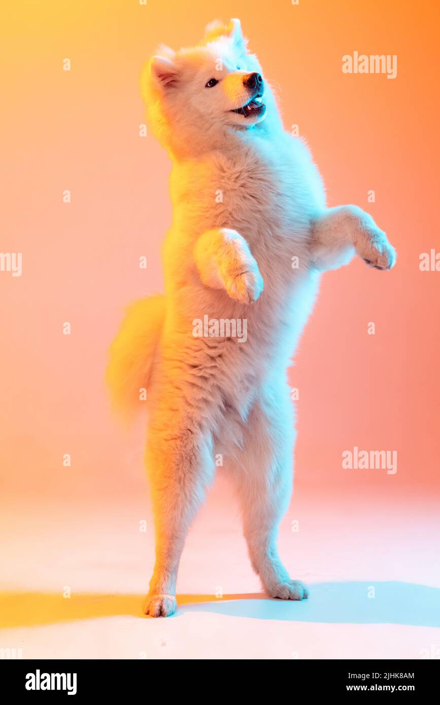 One beautiful fluffy white Samoyed dog playing isolated on orange color ...