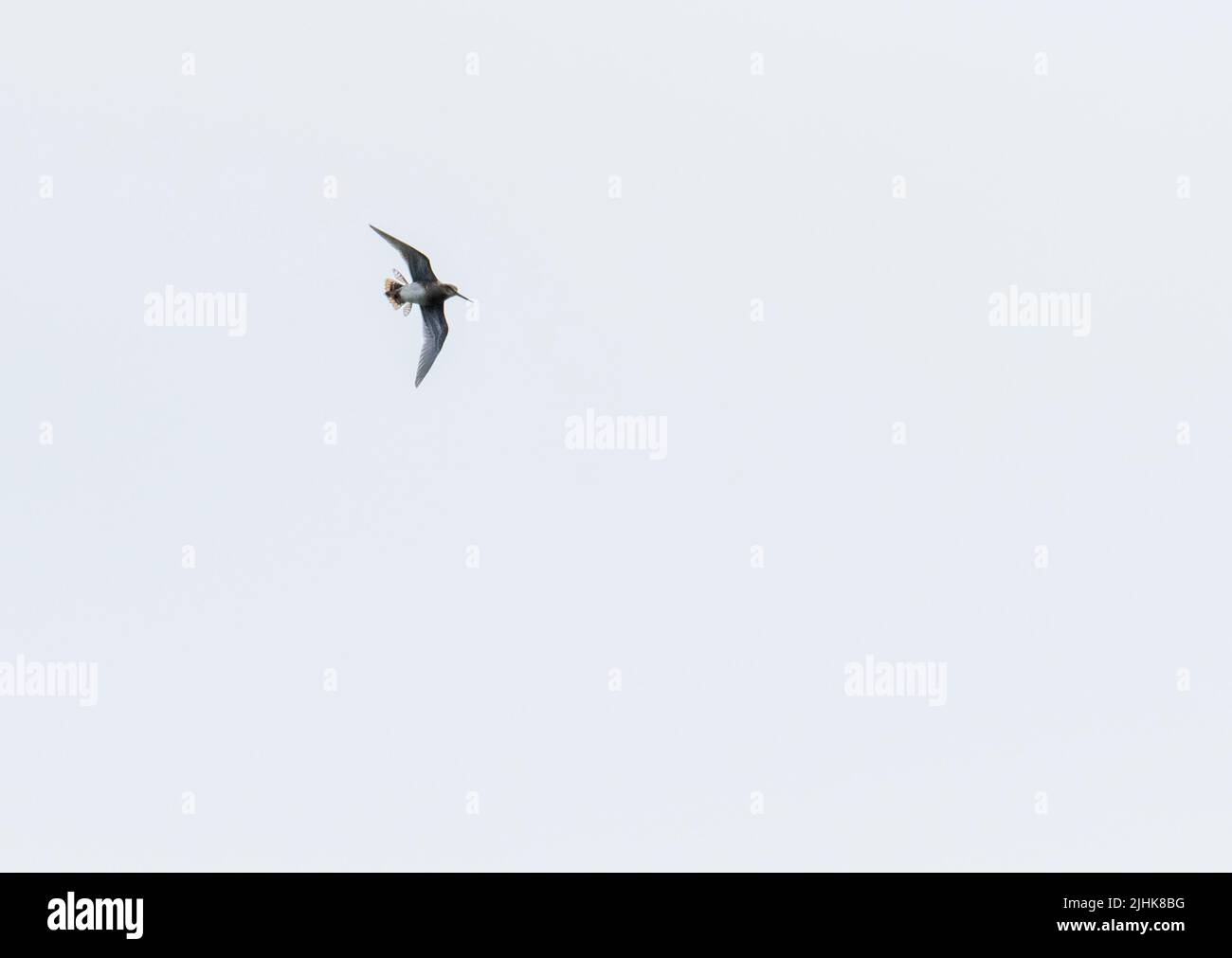 A Common Snipe, Gallinago gallinago drumming in display flight, at Loch ...