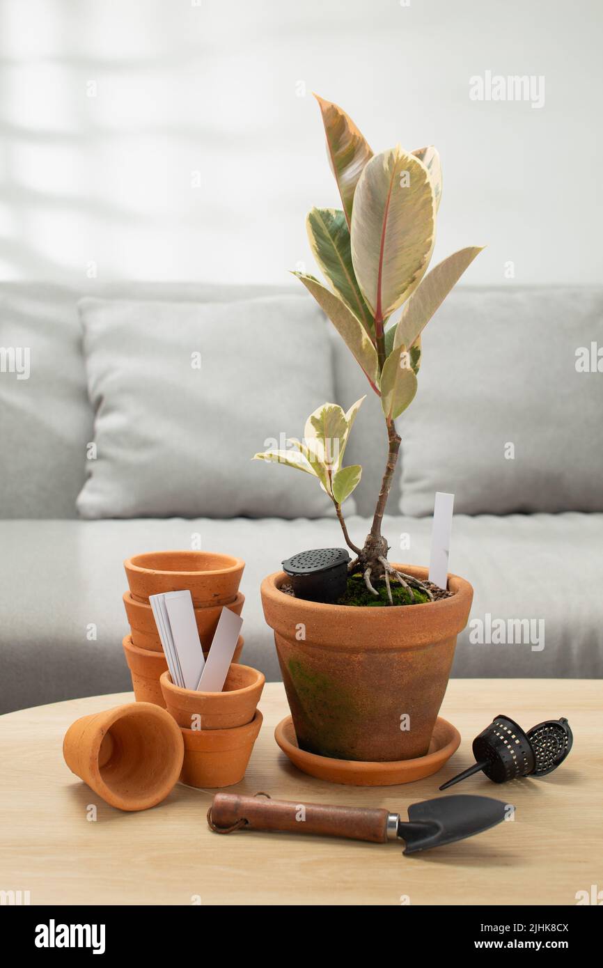 Ficus elastica Roxb. ex Hornem or Indian rubber plant in clay pot Stock ...