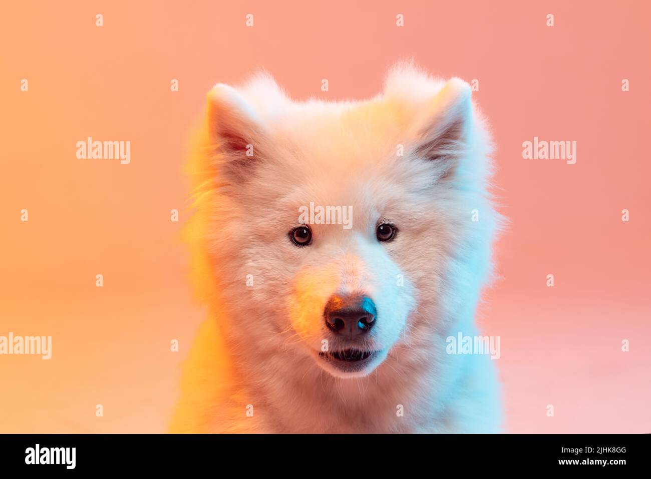 Closeup portrait of adorable cute white Samoyed dog posing isolated on ...