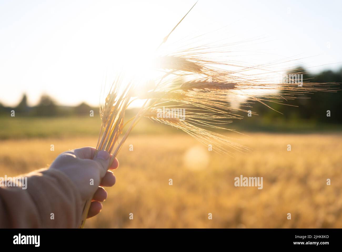 Male hand touching a young wheat in the wheat field while sunset Stock ...
