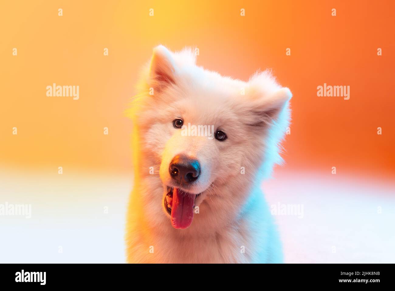 Half-length portrait of adorable cute white Samoyed dog posing isolated ...