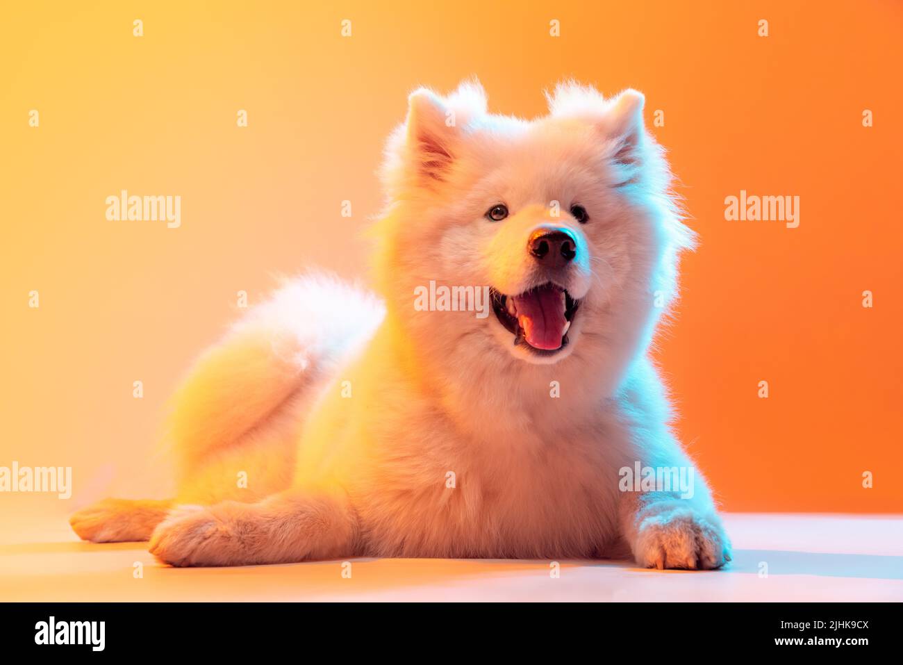 Studio shot of beautiful fluffy white Samoyed dog posing isolated on ...