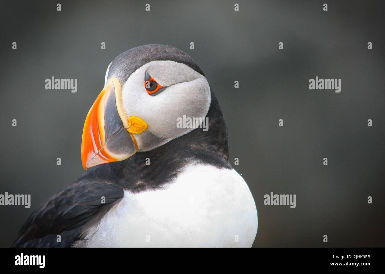 Puffin close up Stock Photo - Alamy