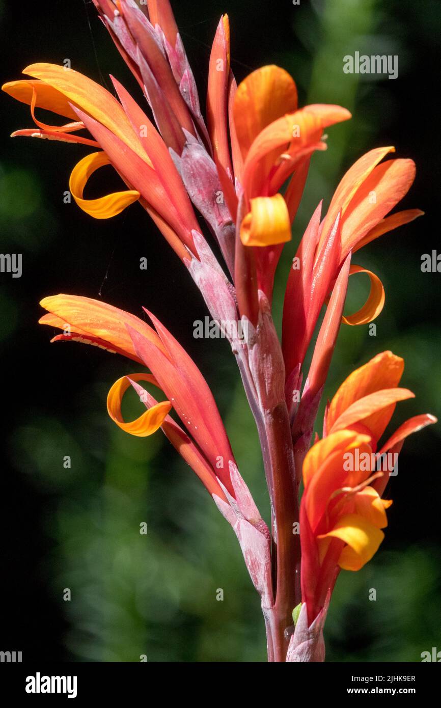 Canna black knight hi-res stock photography and images - Alamy