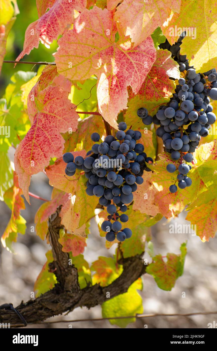 Blue grape cluster on vine closeup photo Stock Photo - Alamy