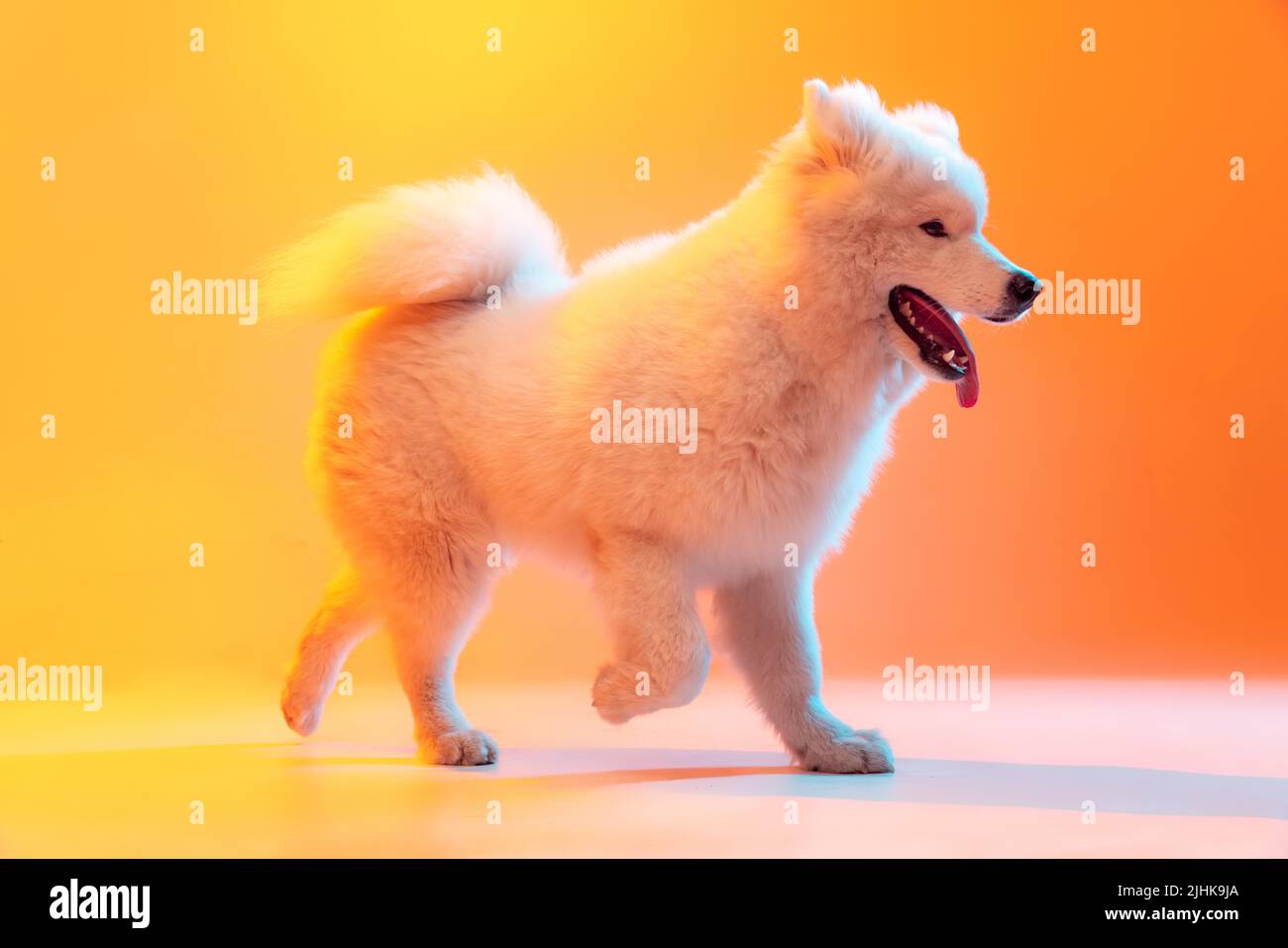 Samoyed side standing hi-res stock photography and images - Alamy