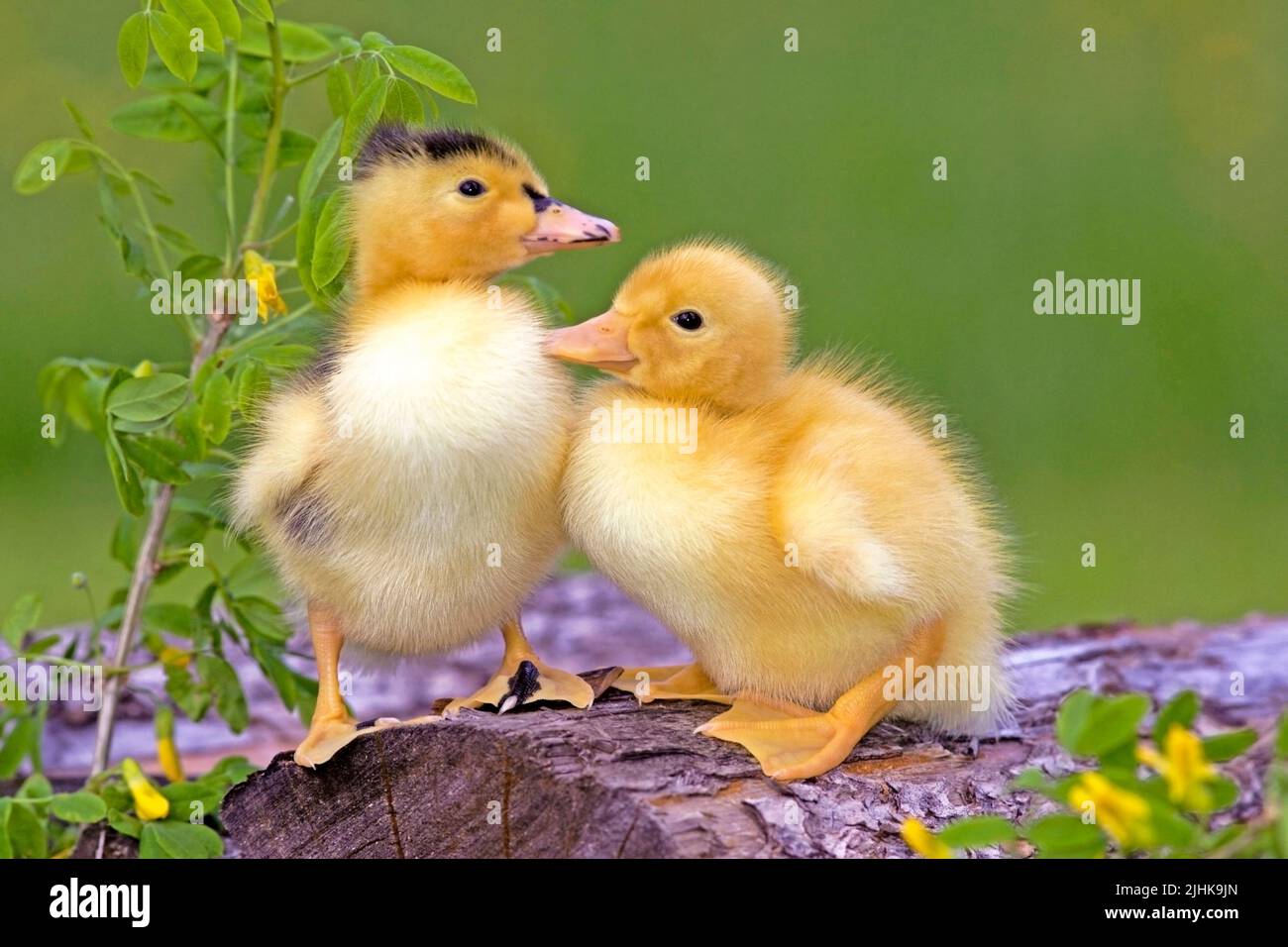 Day old ducklings hi-res stock photography and images - Alamy