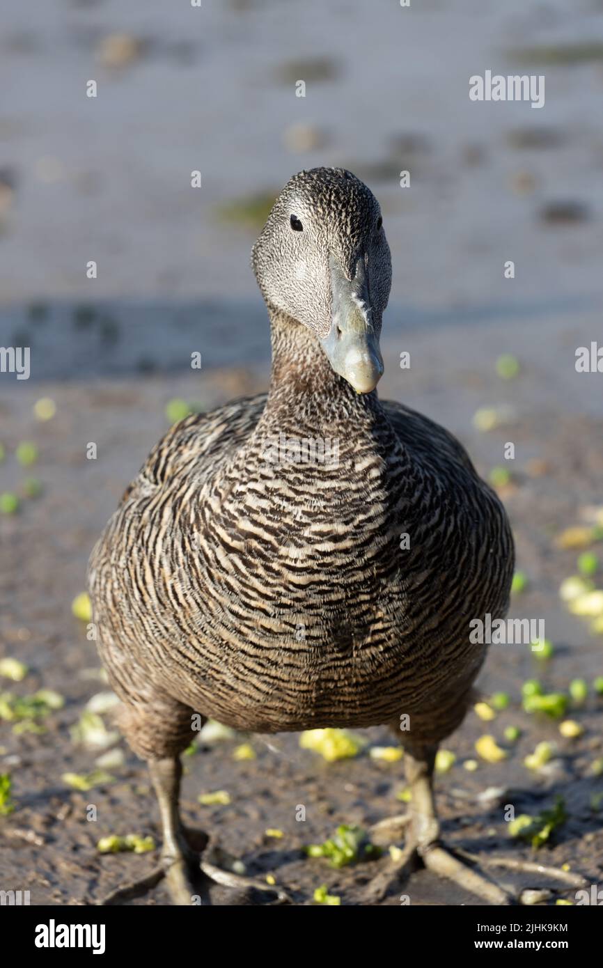 Single eider duck, somateria mollissima, female on the beach at ...