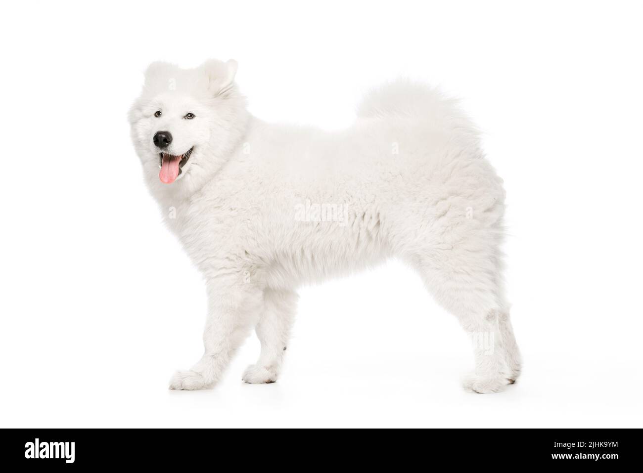 Portrait of breed dog, fluffy snow-white Samoyed husky isolated on ...