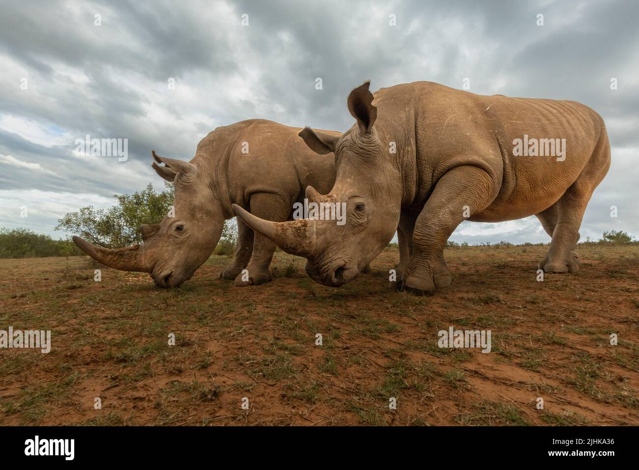 These rhinos did not run from photographers as they are comfortable ...