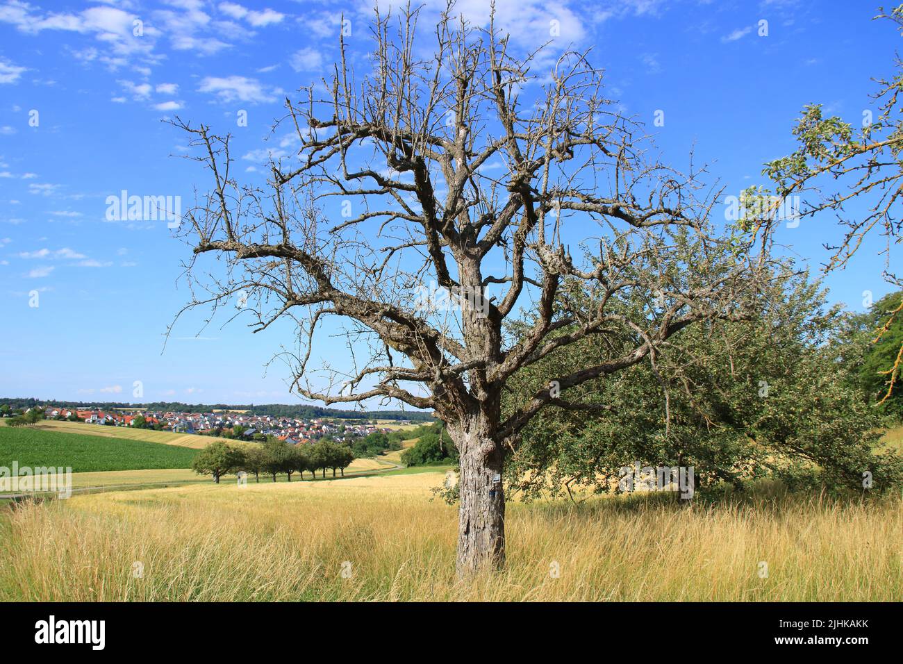 Single dry tree in summer by the side of a path Stock Photo - Alamy