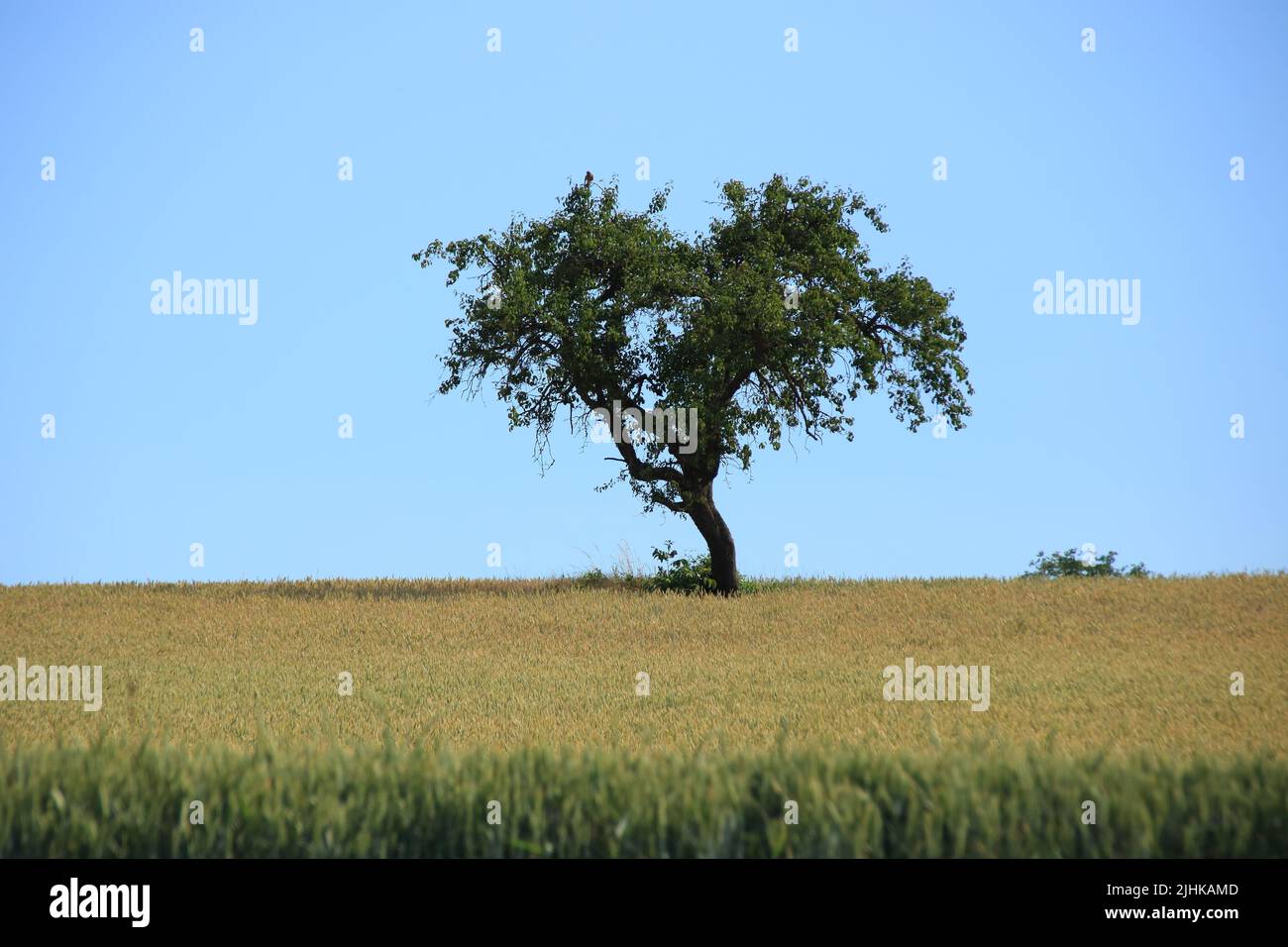 Single tree in the field hi-res stock photography and images - Alamy