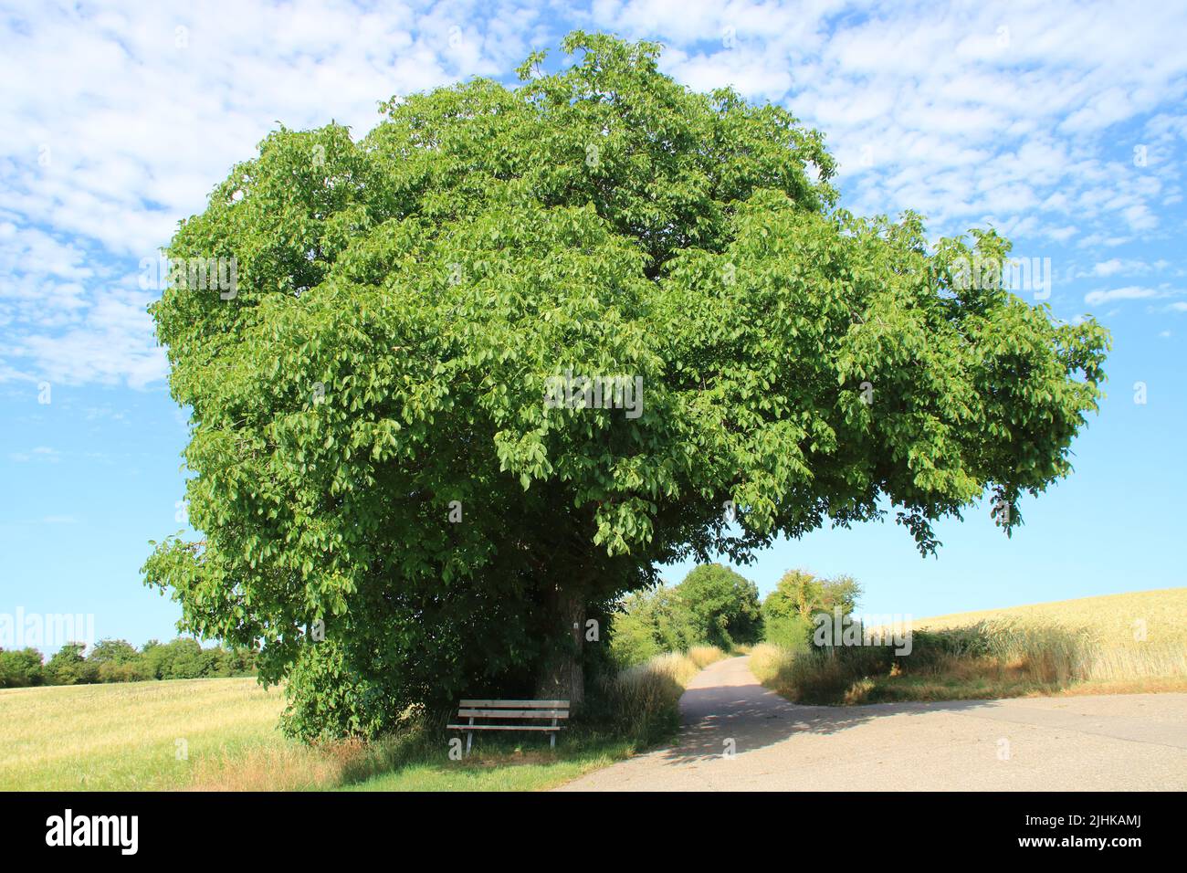 A large, massive chestnut tree protrudes with its branches over a ...