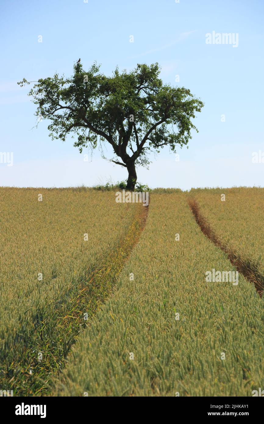 Sky and lane agriculture hi-res stock photography and images - Alamy
