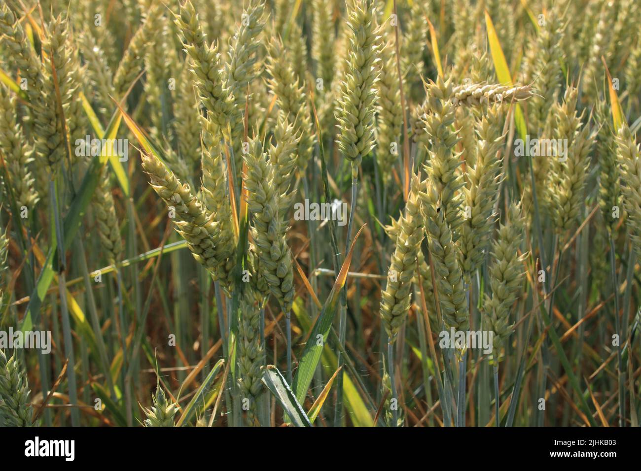 Grain field hi-res stock photography and images - Alamy