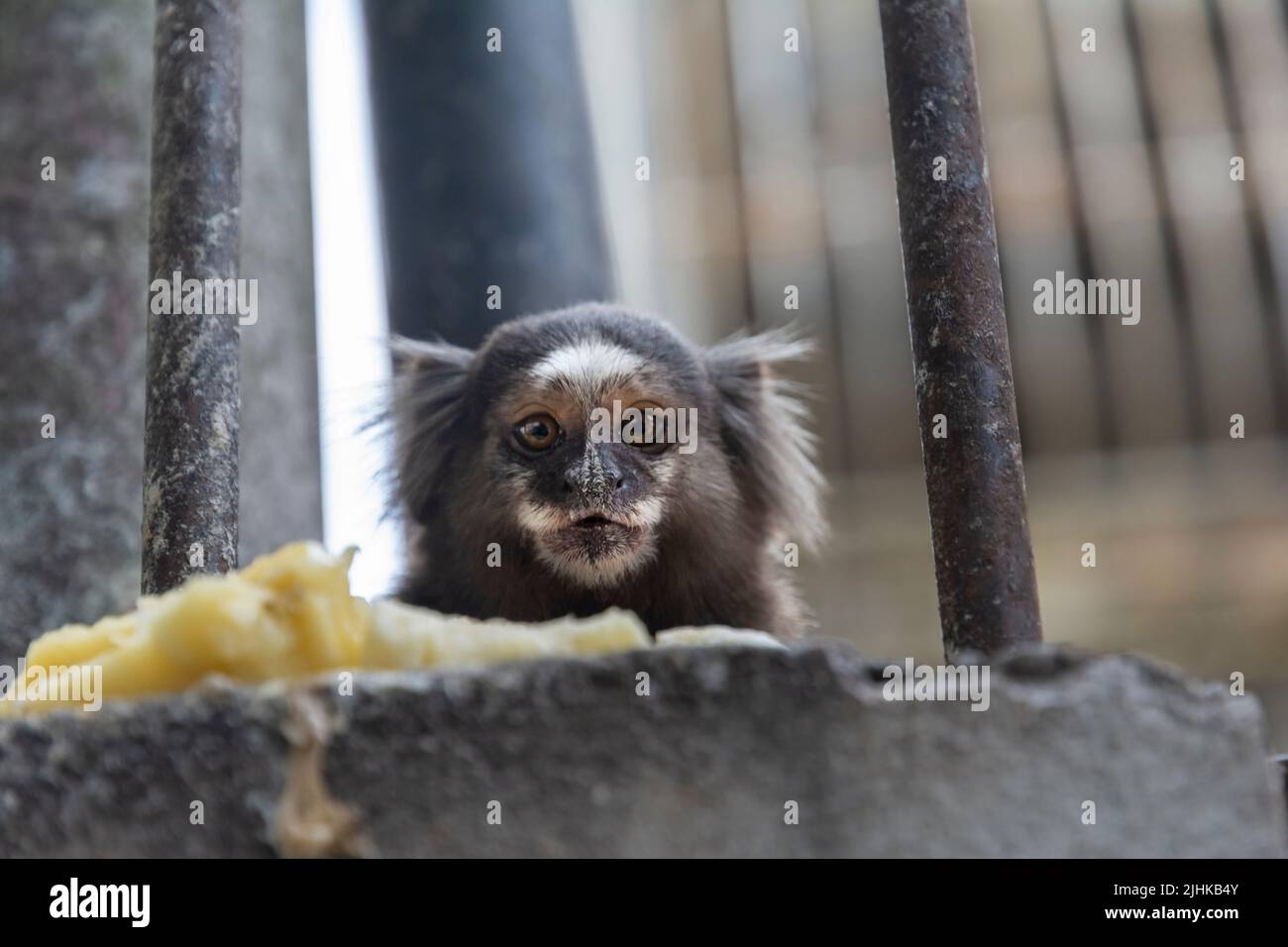 Mico monkey hi-res stock photography and images - Alamy