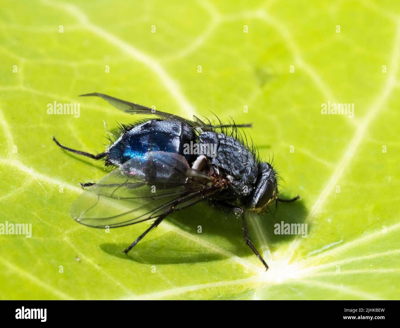Closeup of a Blue Bottle, Calliphora vomitoria, Ambleside, UK Stock ...
