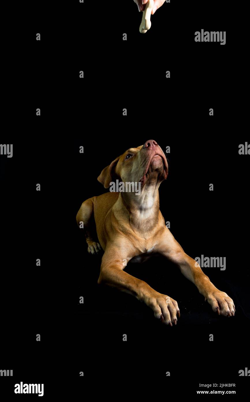 Portrait of brown colored pitbull dog looking up against black ...