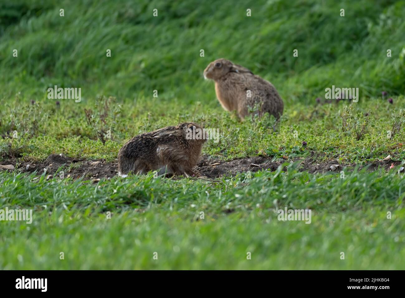 Mating hares hi-res stock photography and images - Alamy
