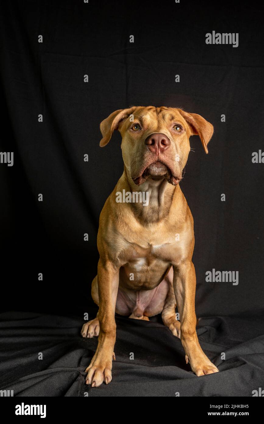 Portrait of a pit bull dog sitting against black background. City of ...