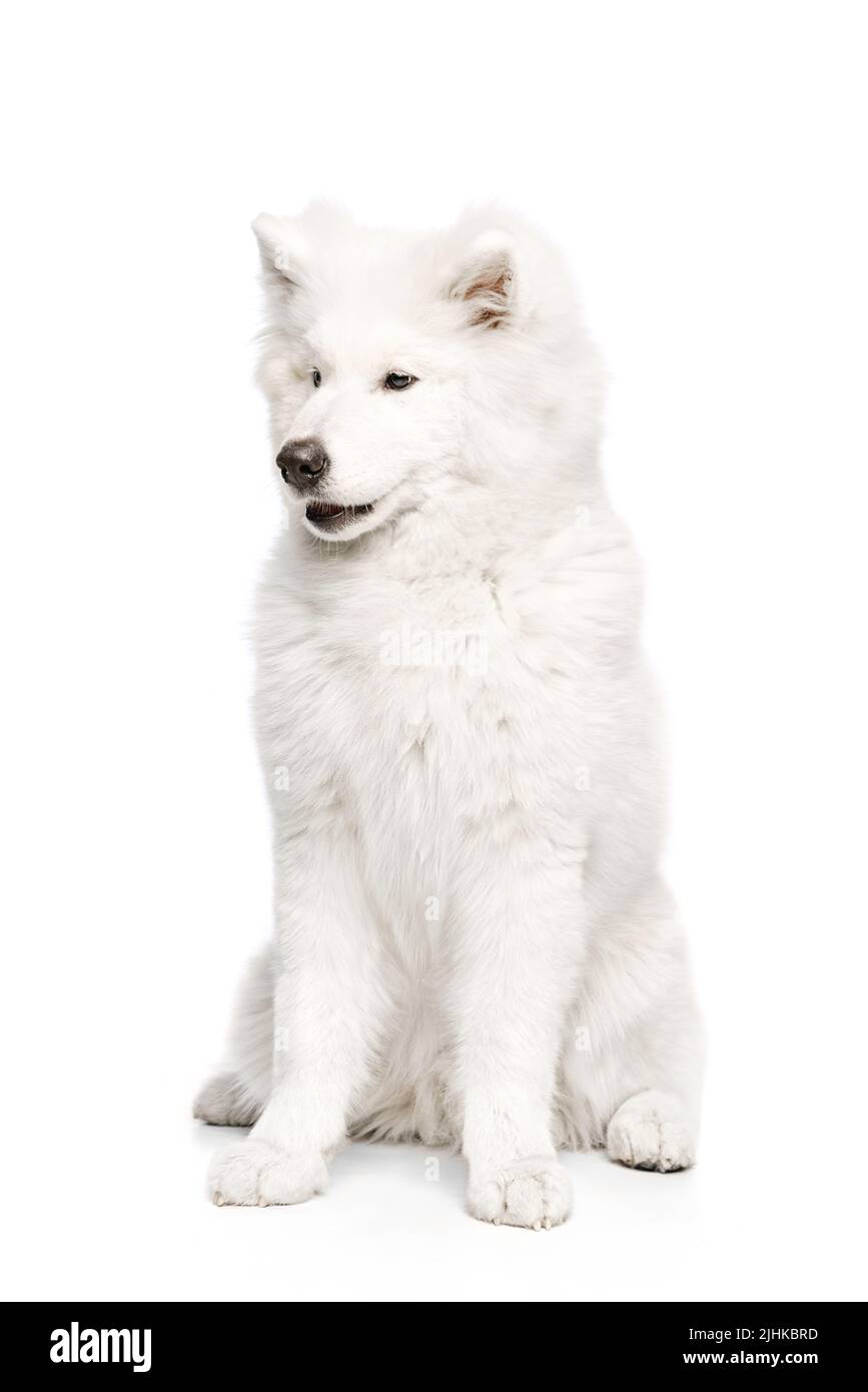 Portrait of breed dog, fluffy snow-white Samoyed husky isolated on ...