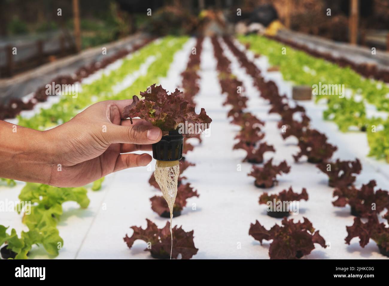 Farmer picking hydroponic red oak up in plant nursery farm. organic ...