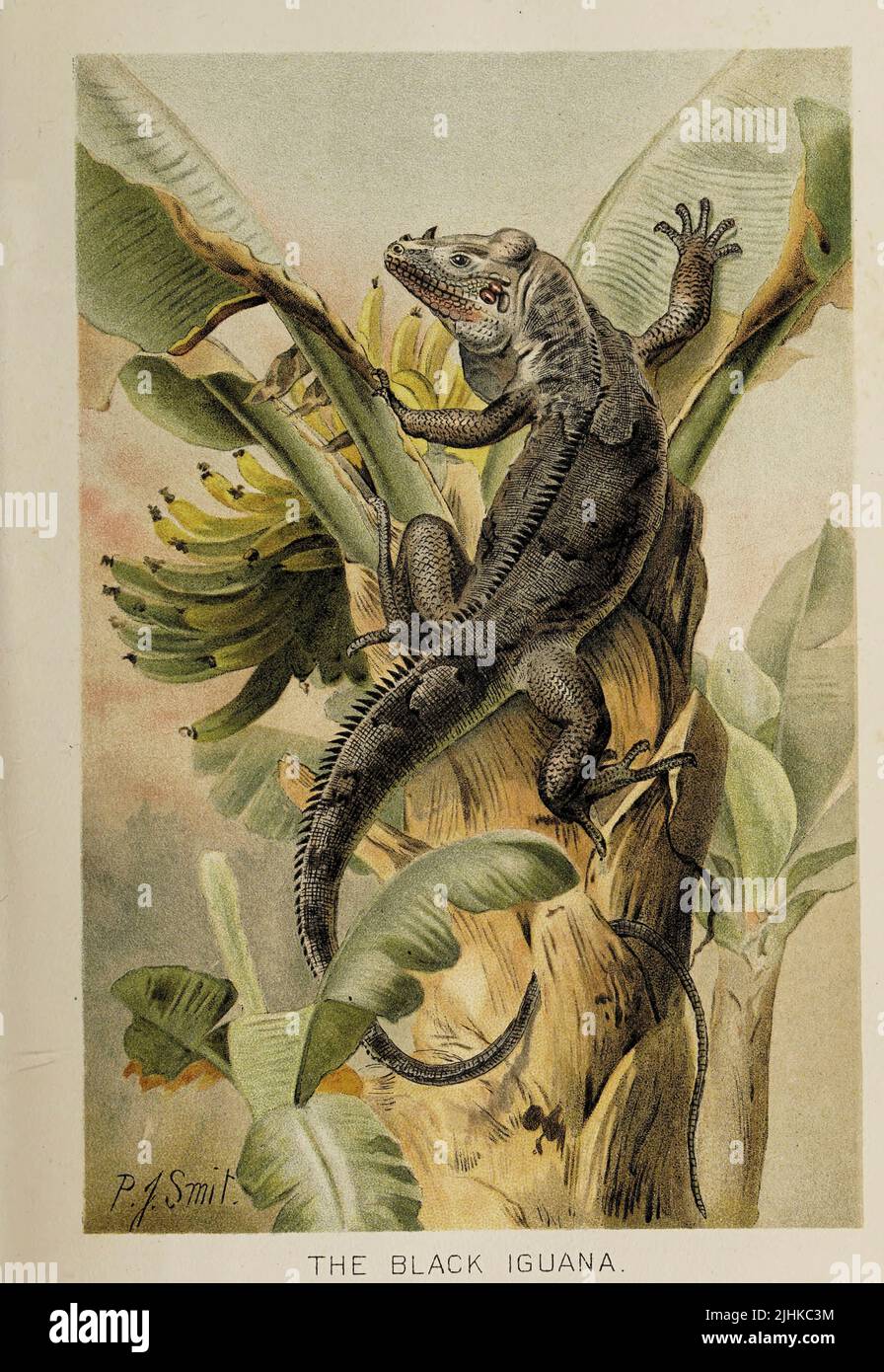 The Black Iguana Ctenosaura similis, commonly known as the black ...