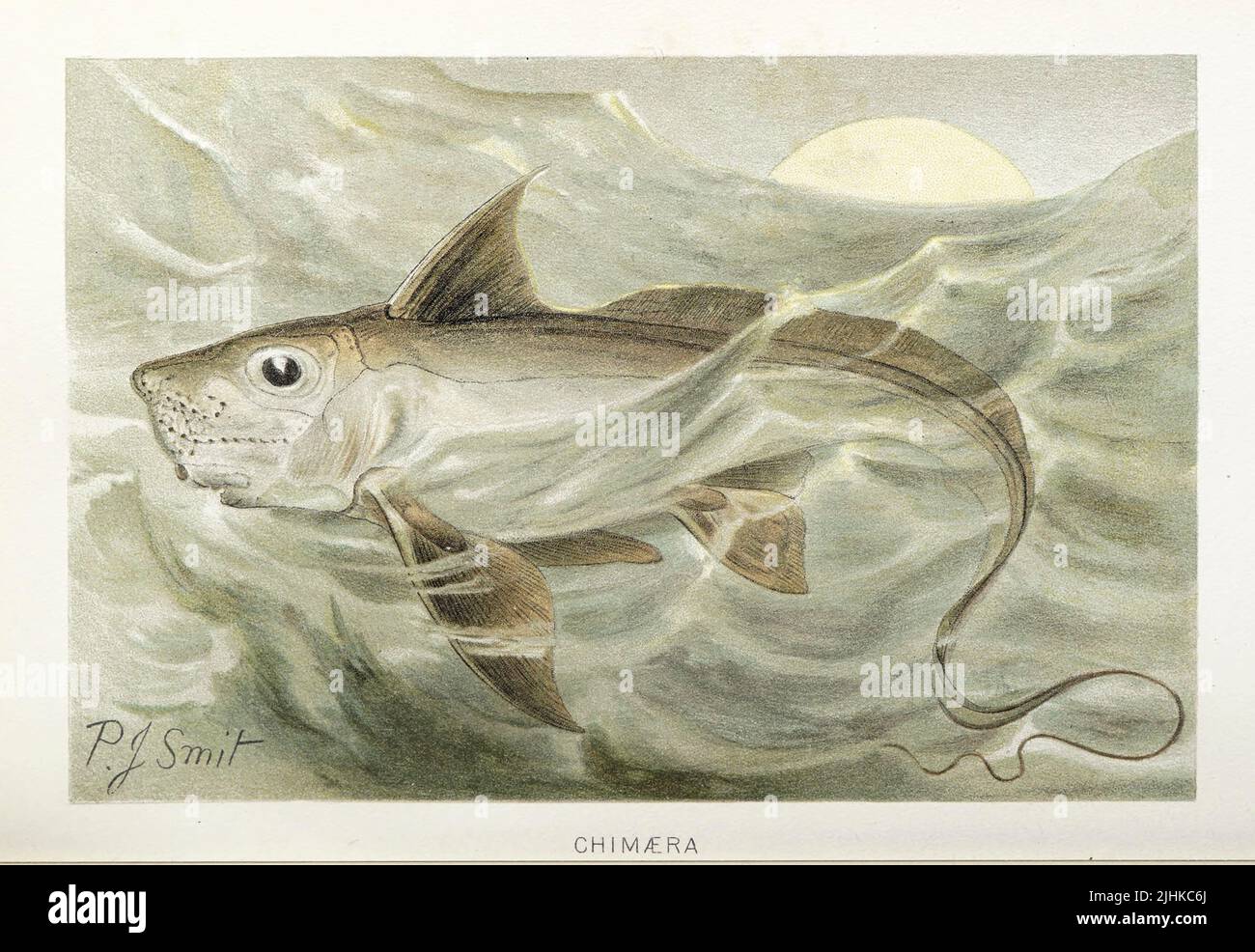 Threadlike fish hi-res stock photography and images - Alamy