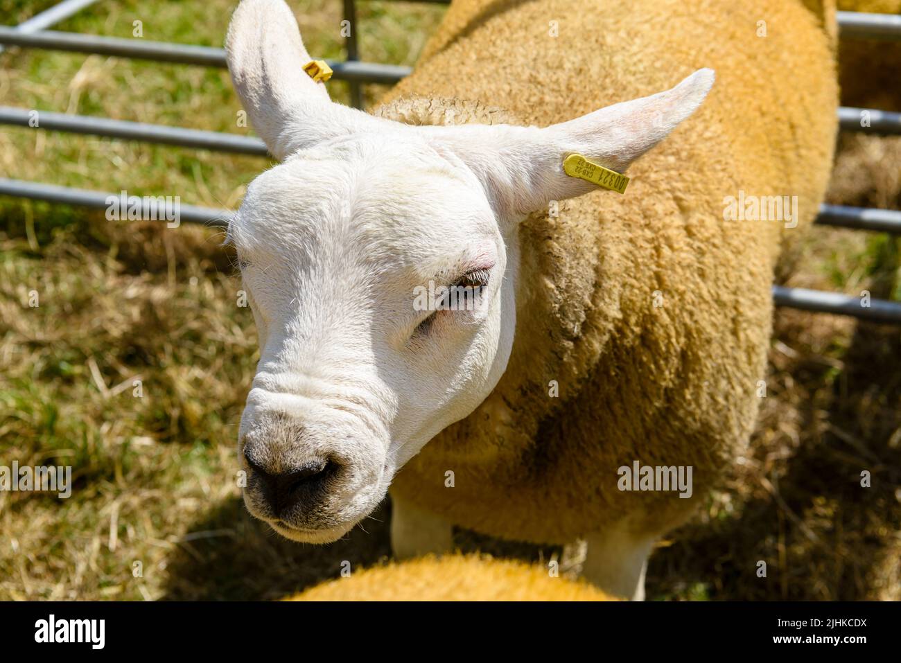 Texel sheep with gold sheep dip colouring in a pen at an agricultural ...