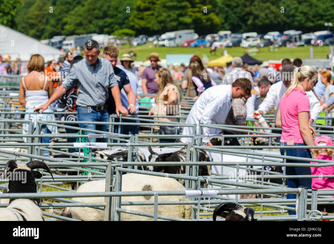 Farmers tend to their sheep while the crowd watches at an agricultural ...