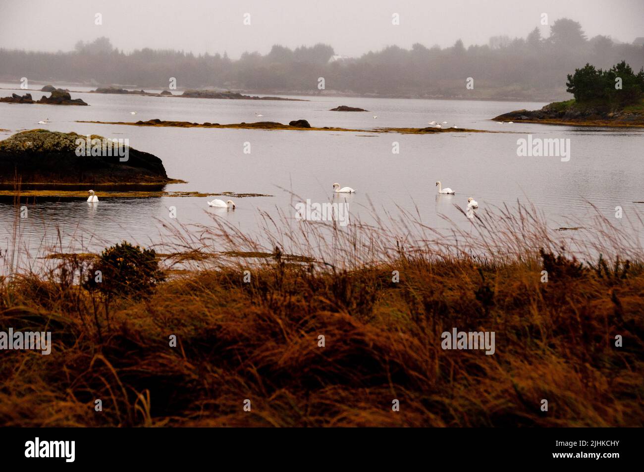 Swans and islands wetland in Connemara, Ireland Stock Photo - Alamy