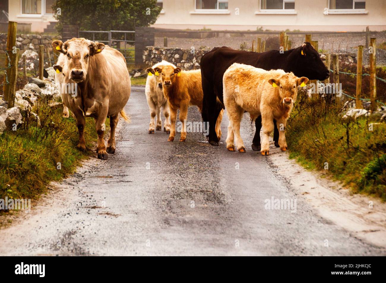Conmaicne mara hi-res stock photography and images - Alamy