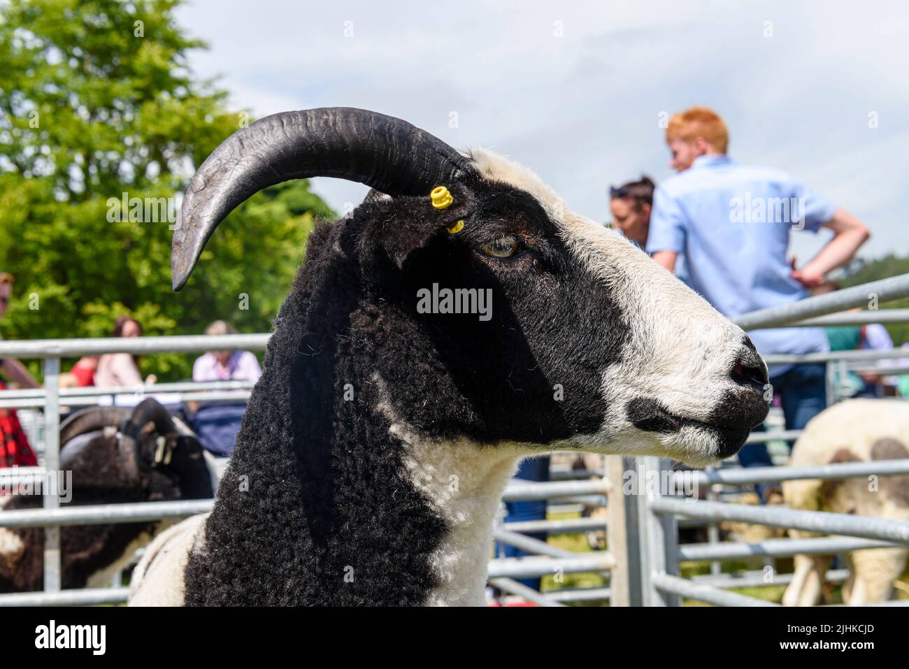 Jacob sheep hi-res stock photography and images - Alamy