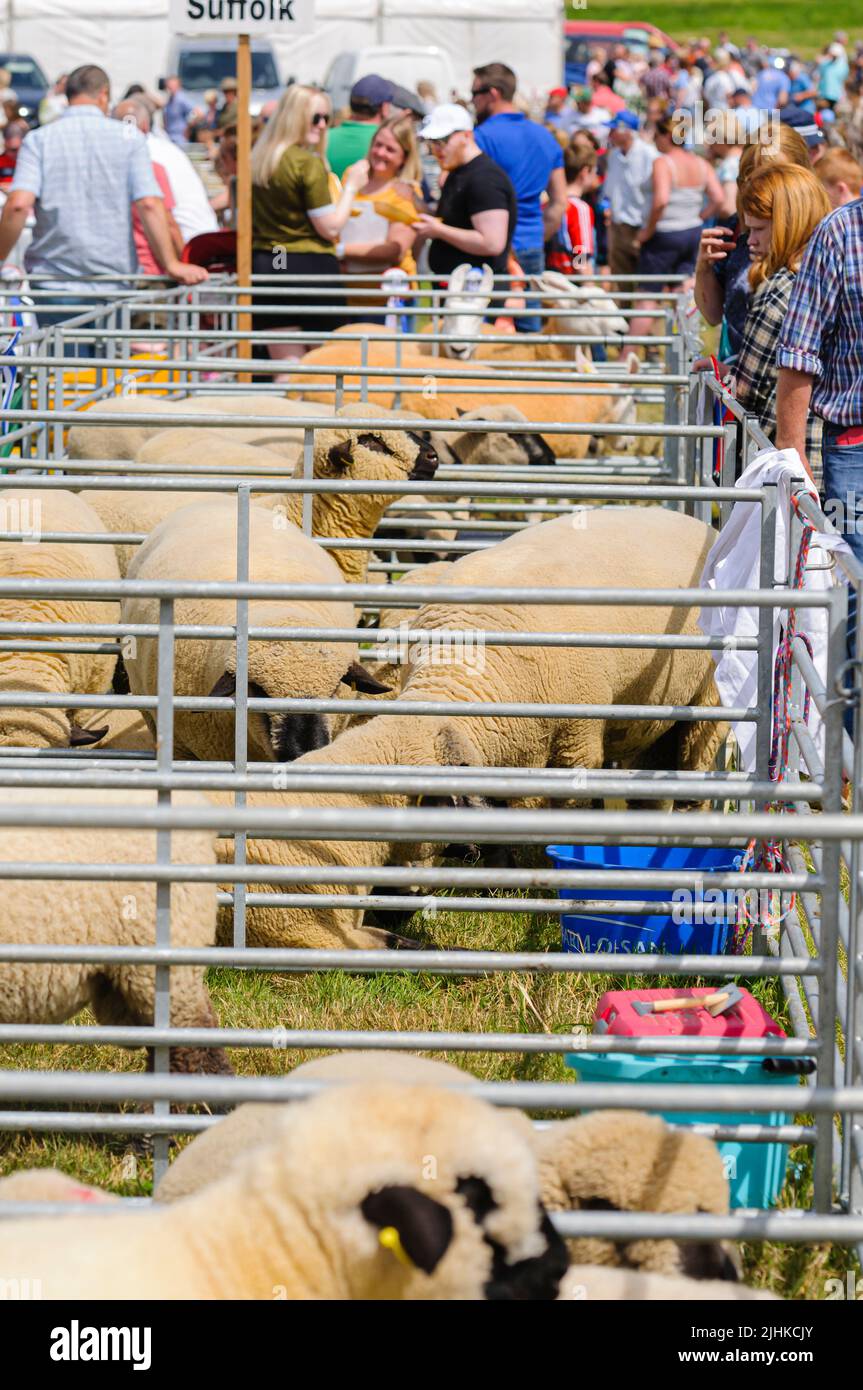 Sheep in pen show hi-res stock photography and images - Alamy