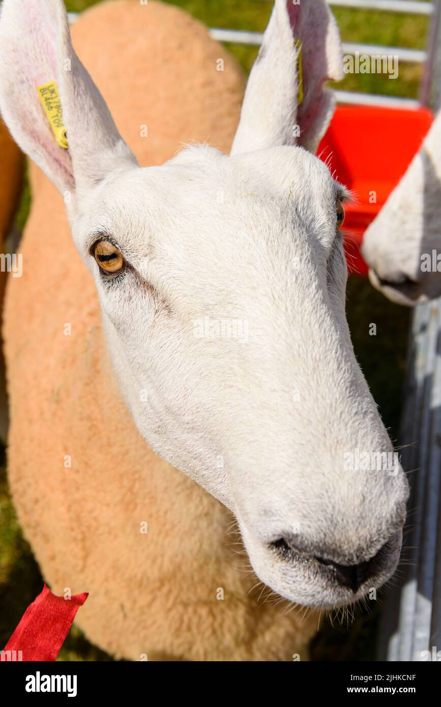 Leicester sheep with gold sheep dip coloured fleece at an agricultural ...