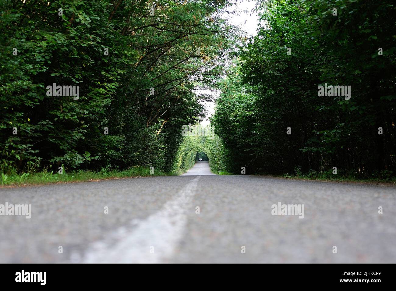 Road, trees growing on alike an arc. Bilki village, Ukraine Stock Photo ...