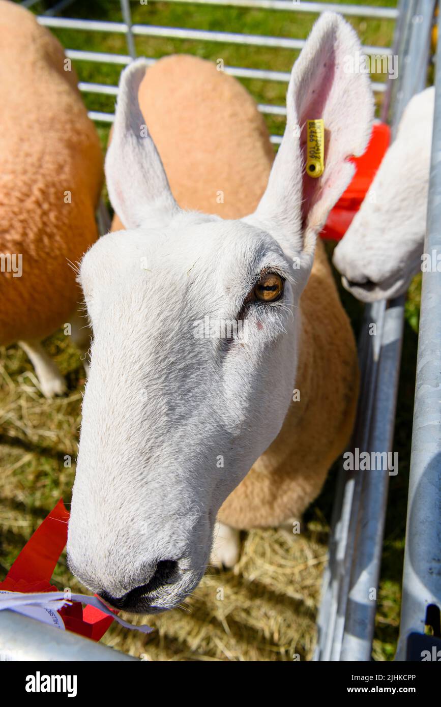 Gold Sheep Dip Hi res Stock Photography And Images Alamy gold-sheep-dip-hi-res-stock-photography-and-images-alamy