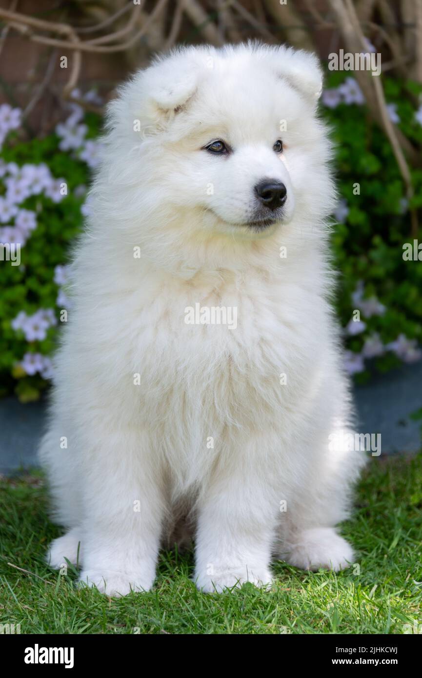 Young white fluffy puppies samoyed hi-res stock photography and images ...