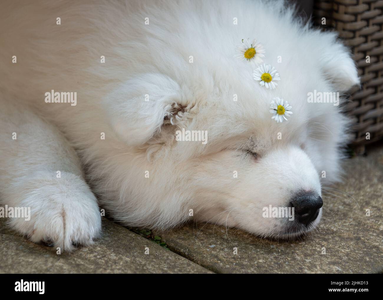 Samoyed sleep hi-res stock photography and images - Alamy